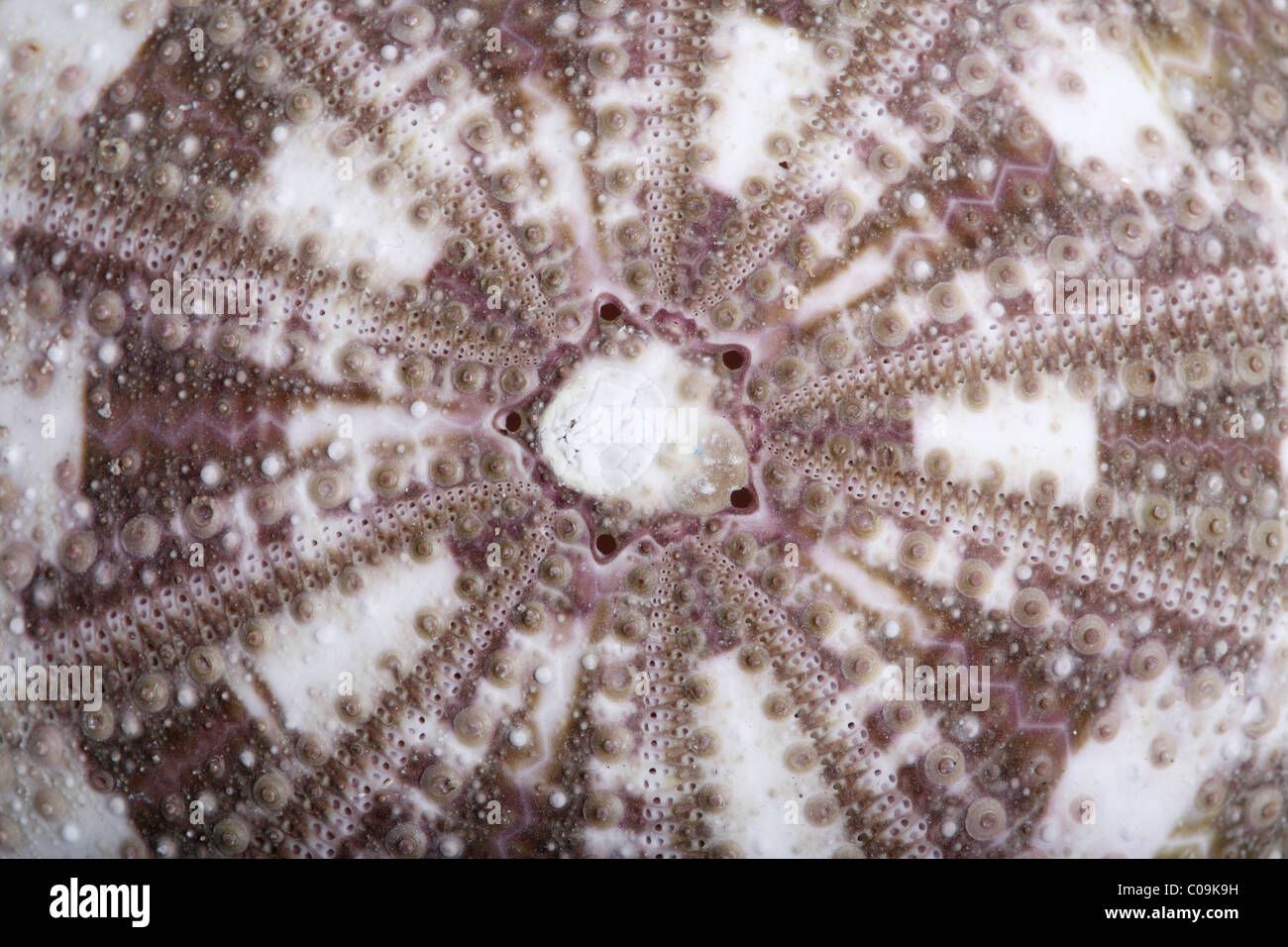 Close-up of the pattern of the shell of a marine animal Stock Photo - Alamy