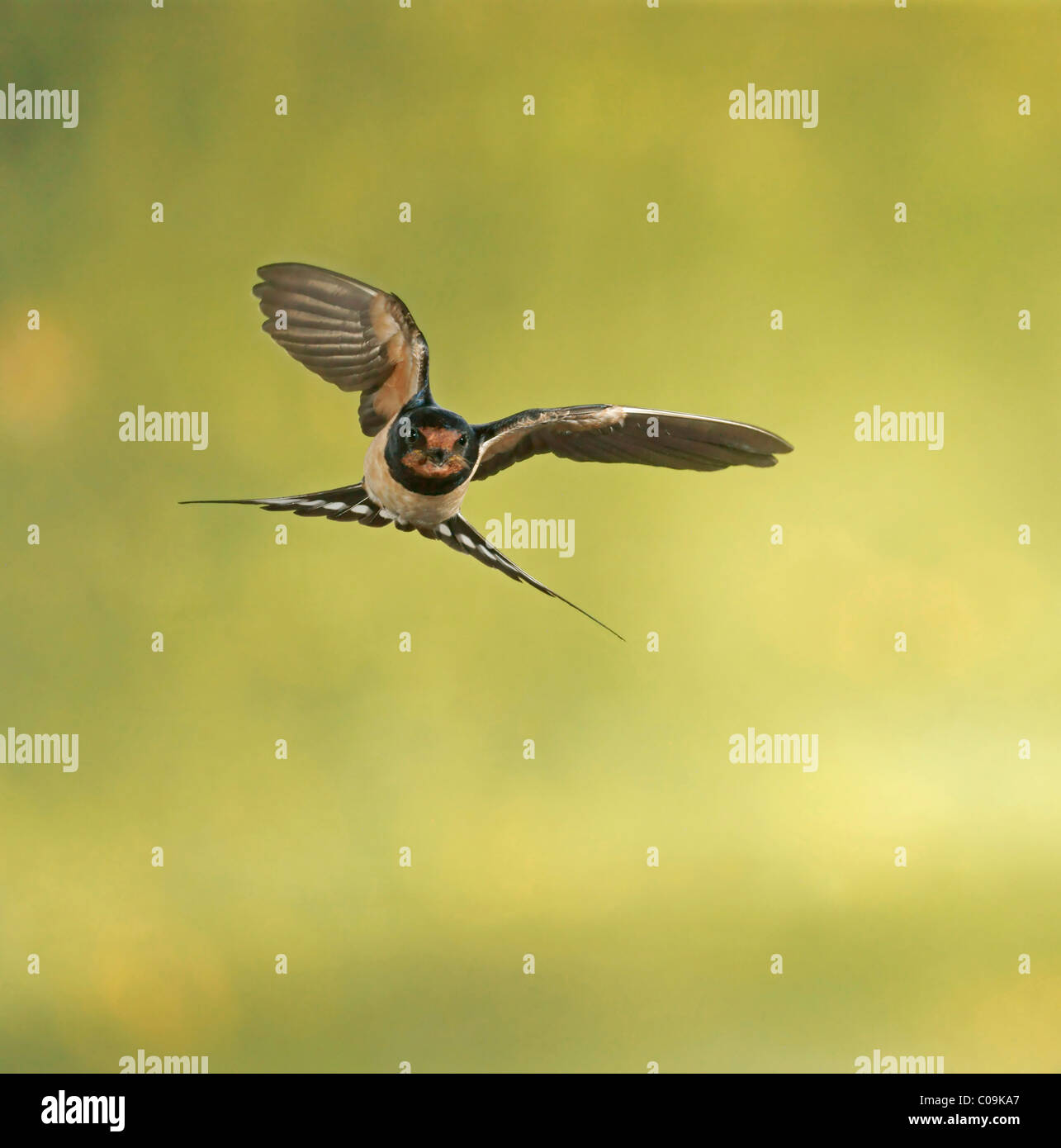 Barn swallow flight hi-res stock photography and images - Alamy