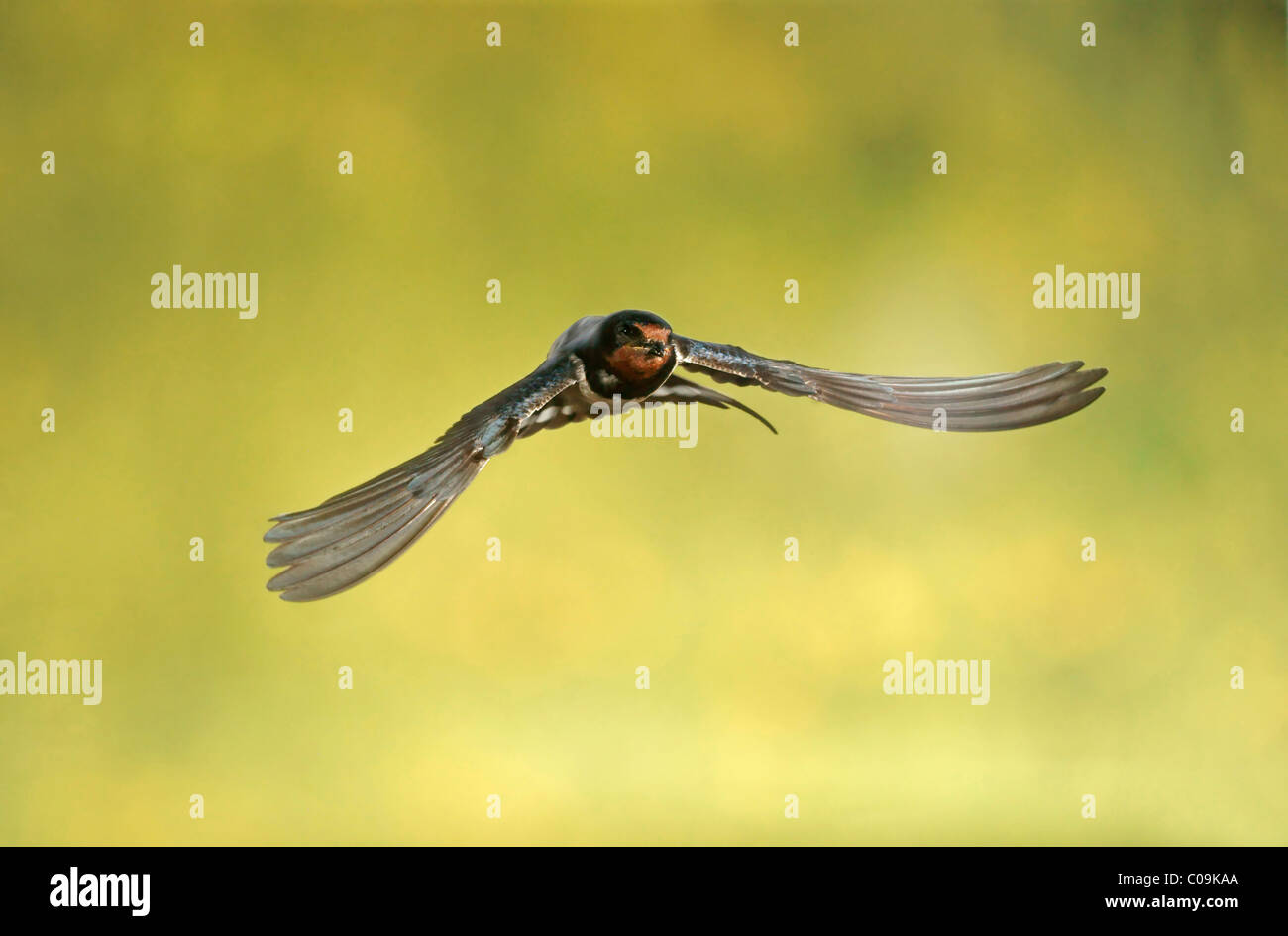 Barn swallow flight hi-res stock photography and images - Alamy