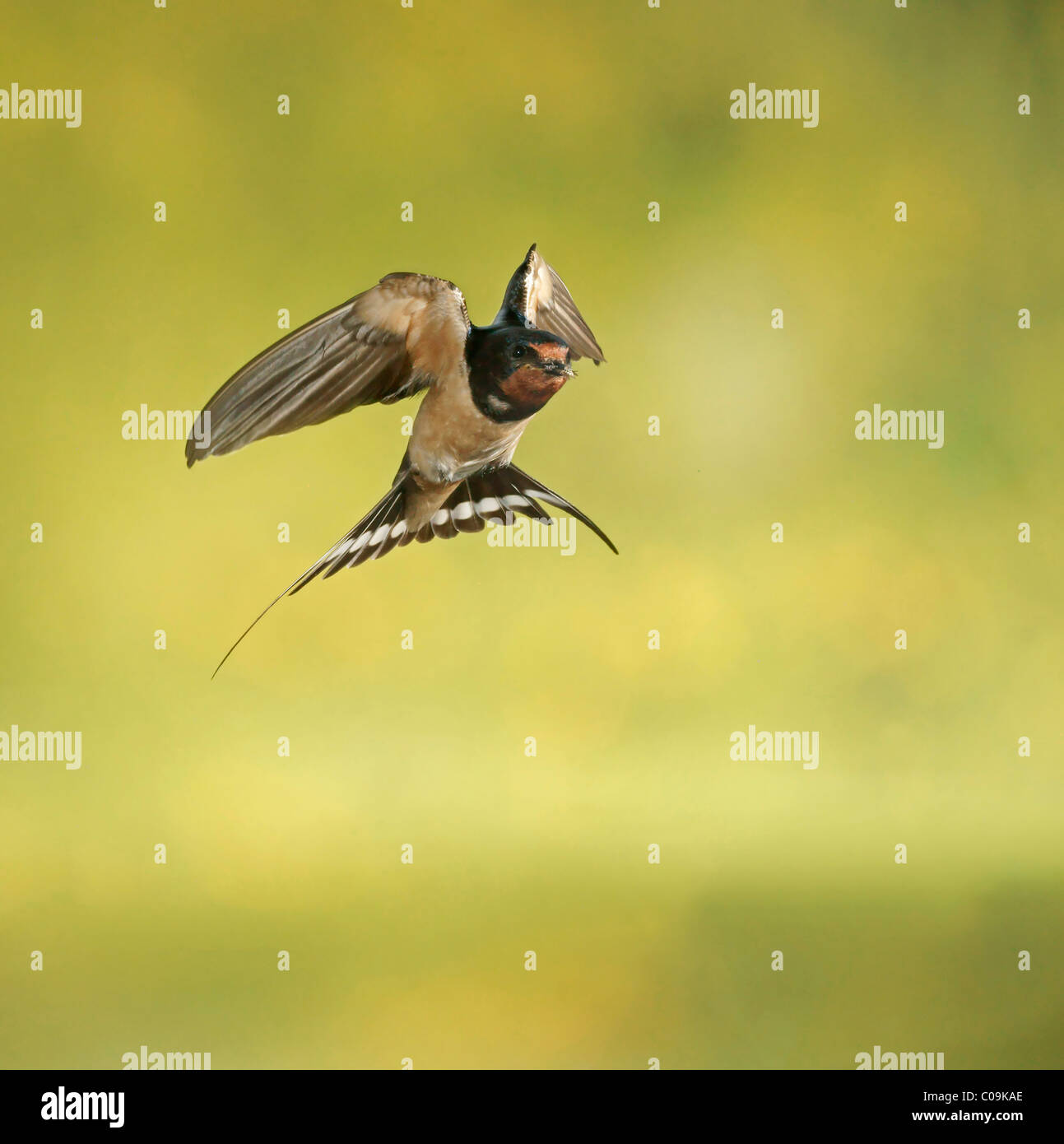 Barn swallow flight hi-res stock photography and images - Alamy