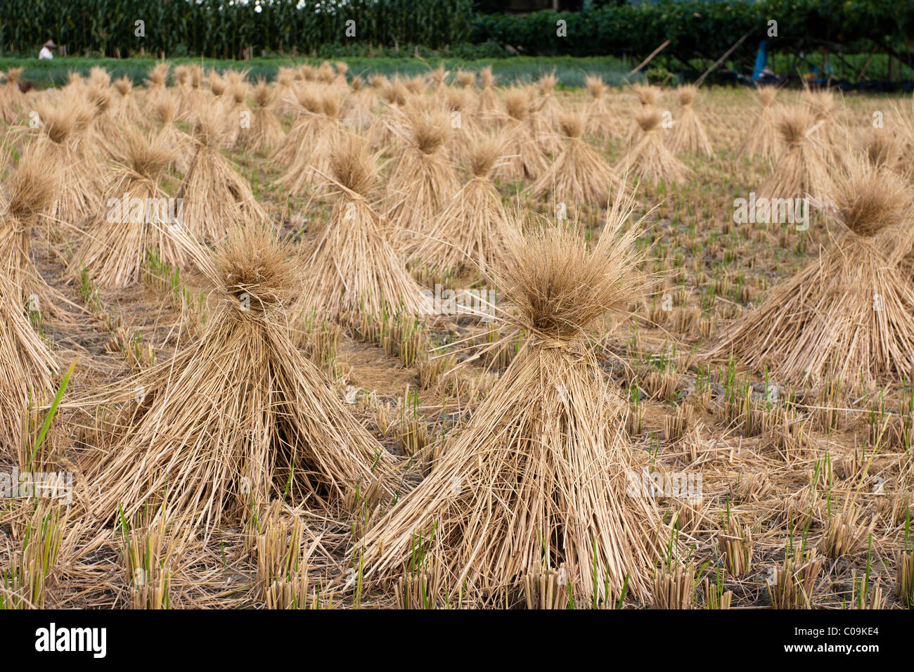 Rice straw stacked for drying after harvest, dry rice fields in Hualien ...