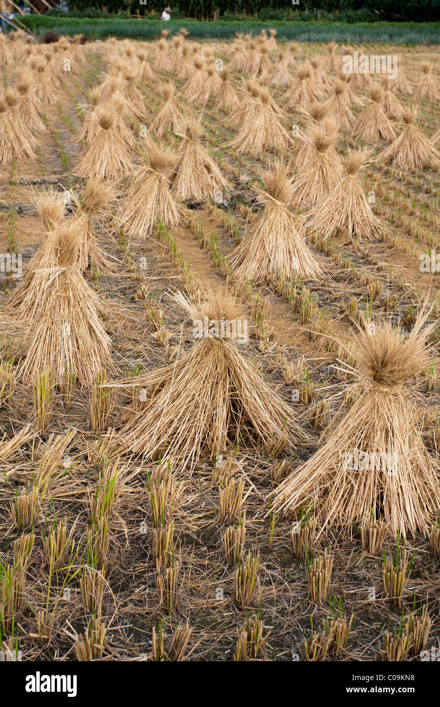 Rice straw stacked for drying after harvest, dry rice fields in Hualien ...