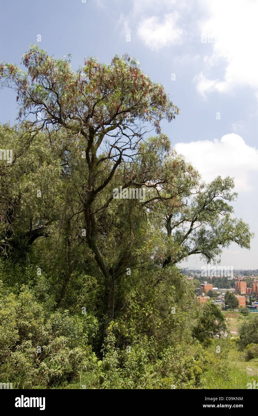 Photo of a Peruvian Pepper tree (Schinus molle Stock Photo - Alamy