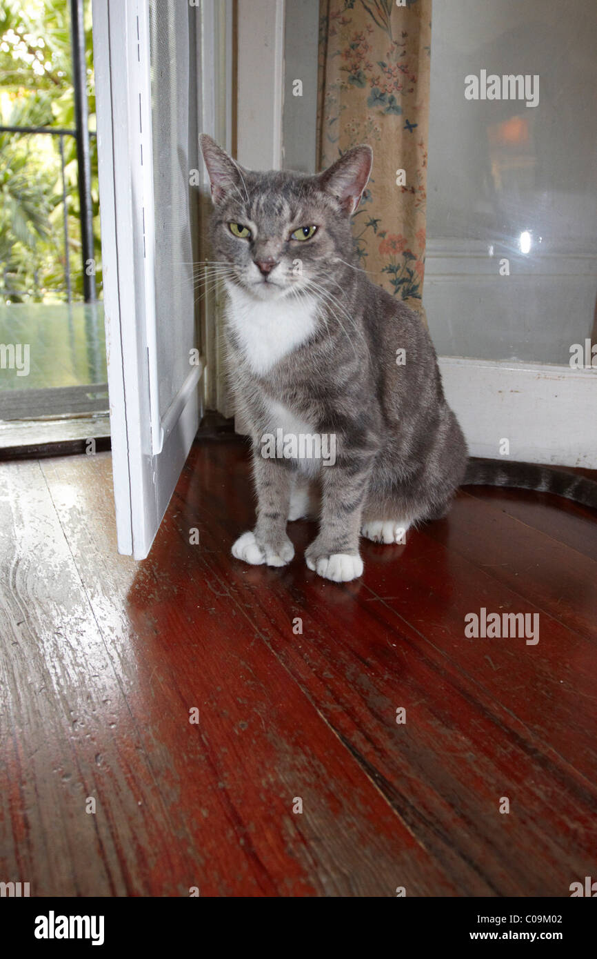 Hemingway cat hi-res stock photography and images - Alamy