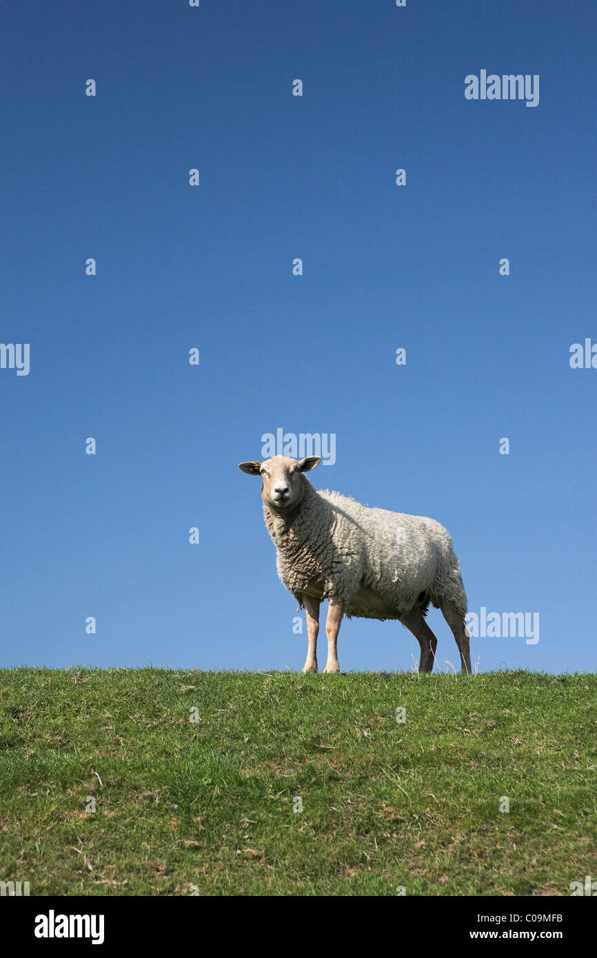 Sheep on a green field against a blue sky, Texel, Netherlands ...