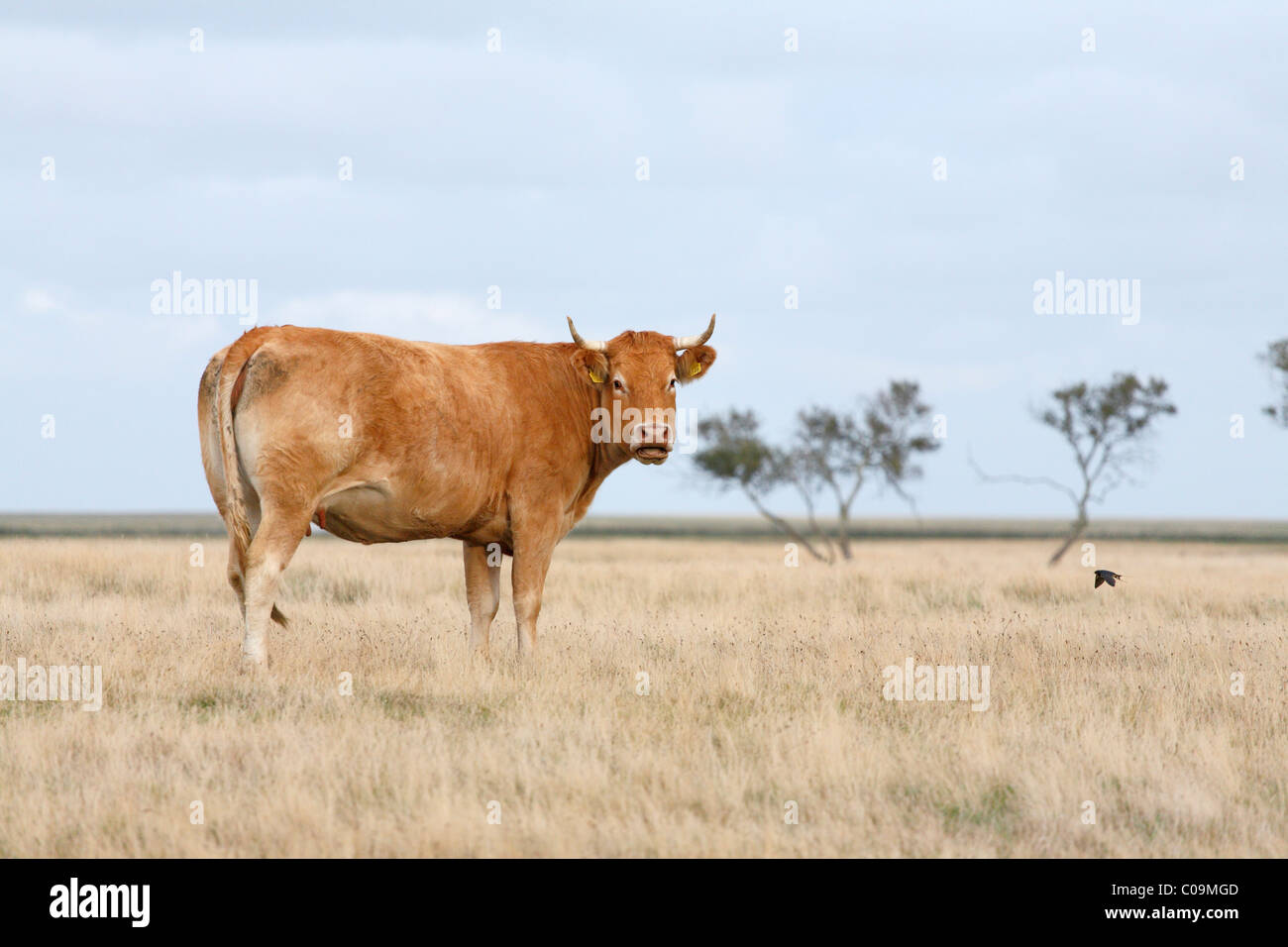 Cow in a meadow near De Cockstorp, Texel, Netherlands, Netherlands ...