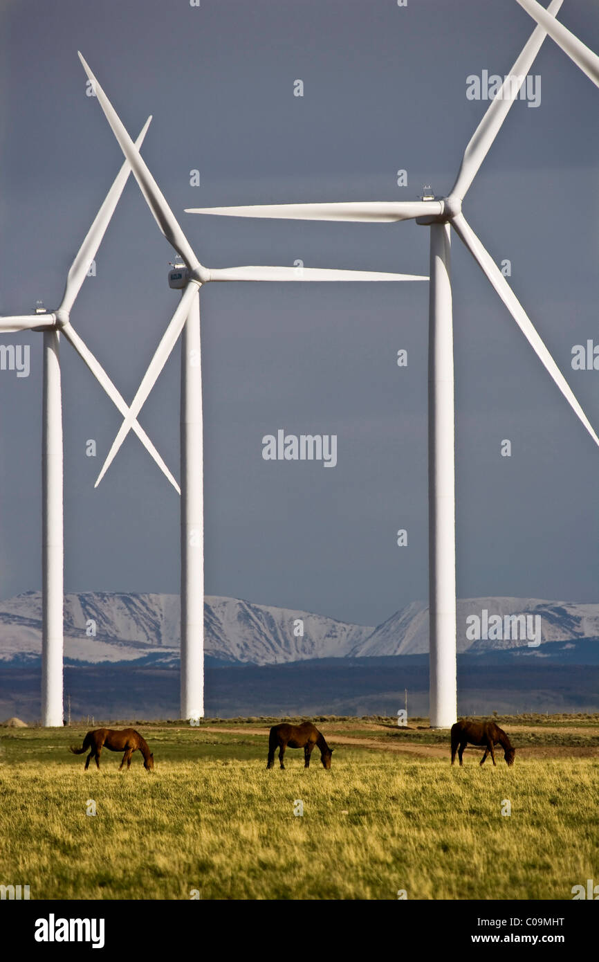 Grazing horses i hi-res stock photography and images - Alamy
