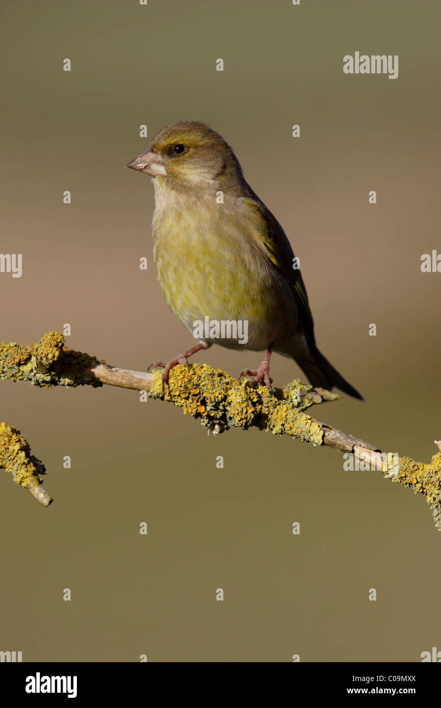 Female Greenfinch (Carduelis chloris), farmland, spring, Yorkshire, UK ...
