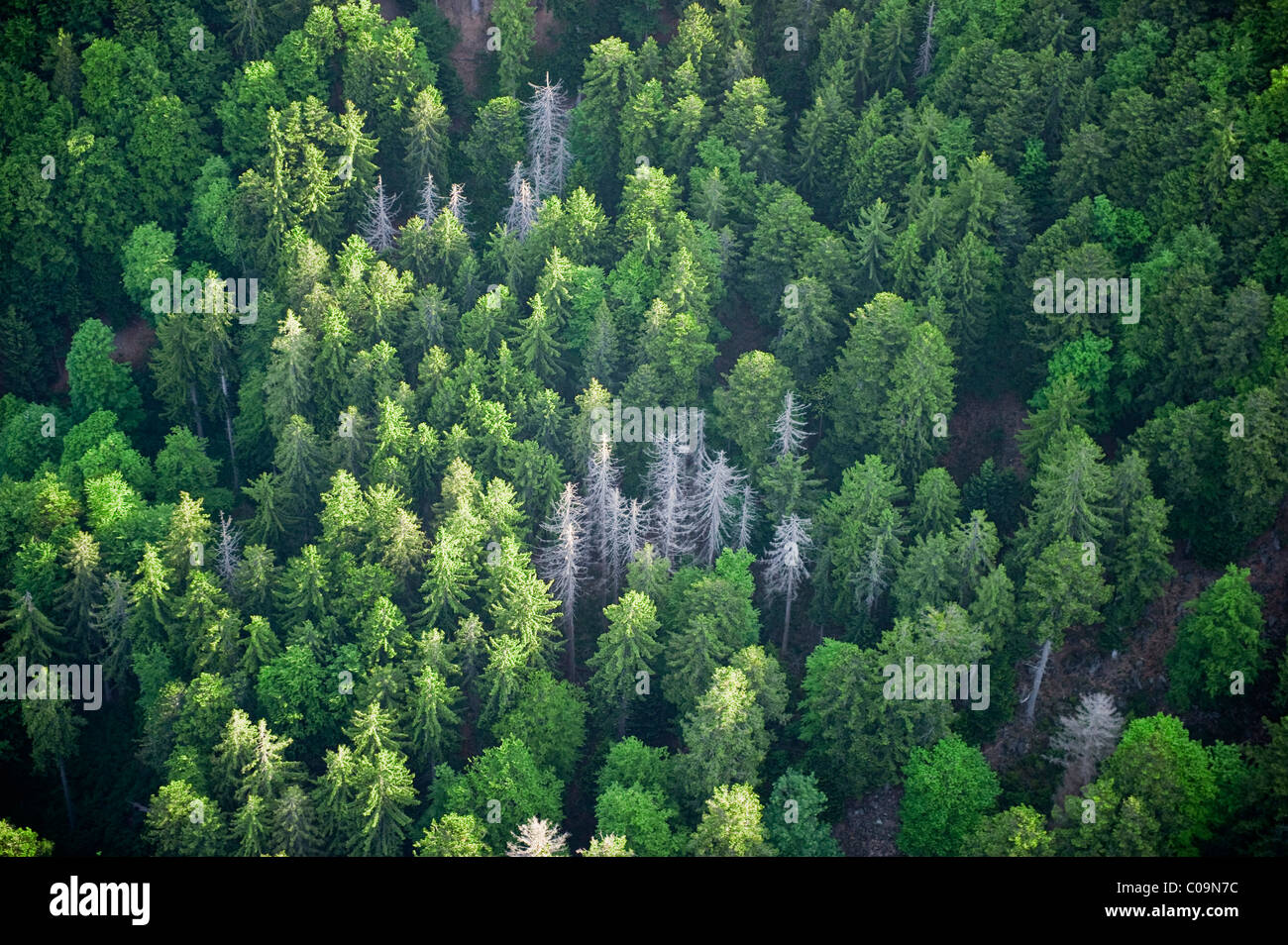 Aerial view of a conifer forest, forest decline, southern Black Forest ...