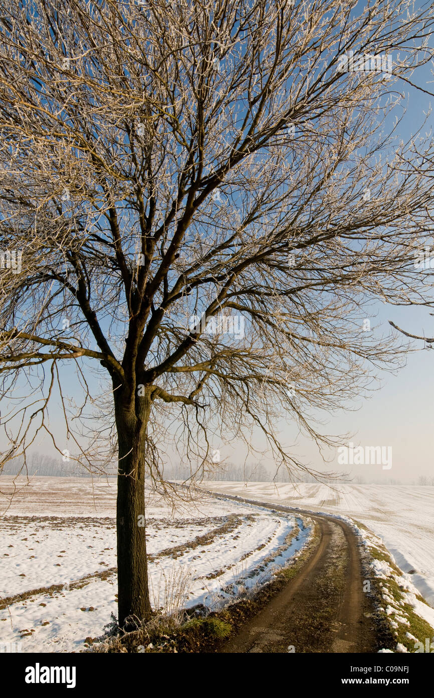 Winter landscape, Alessandria province, Piedmont, Italy Stock Photo - Alamy