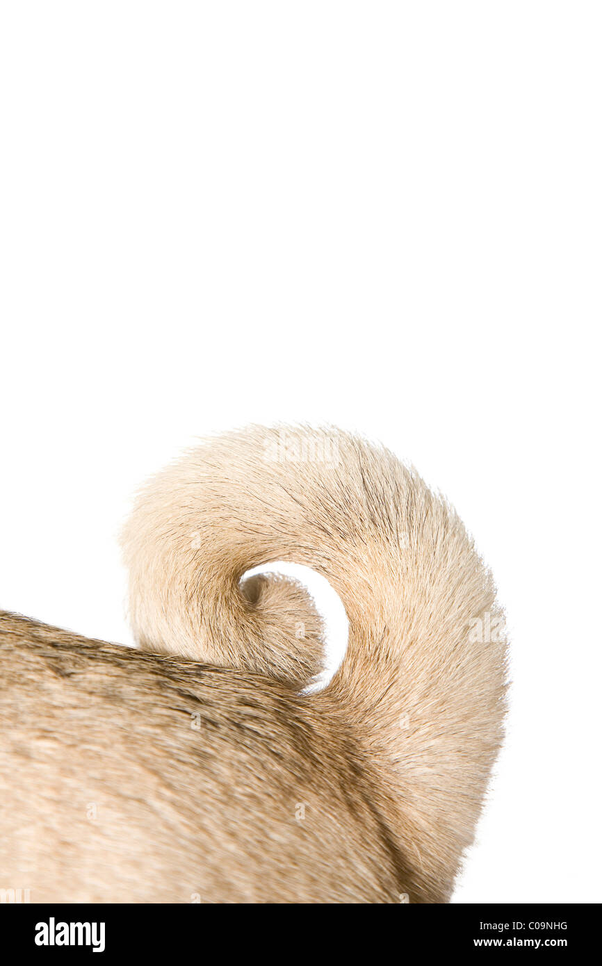 Detail of pug's tail, ring-tailed Stock Photo - Alamy