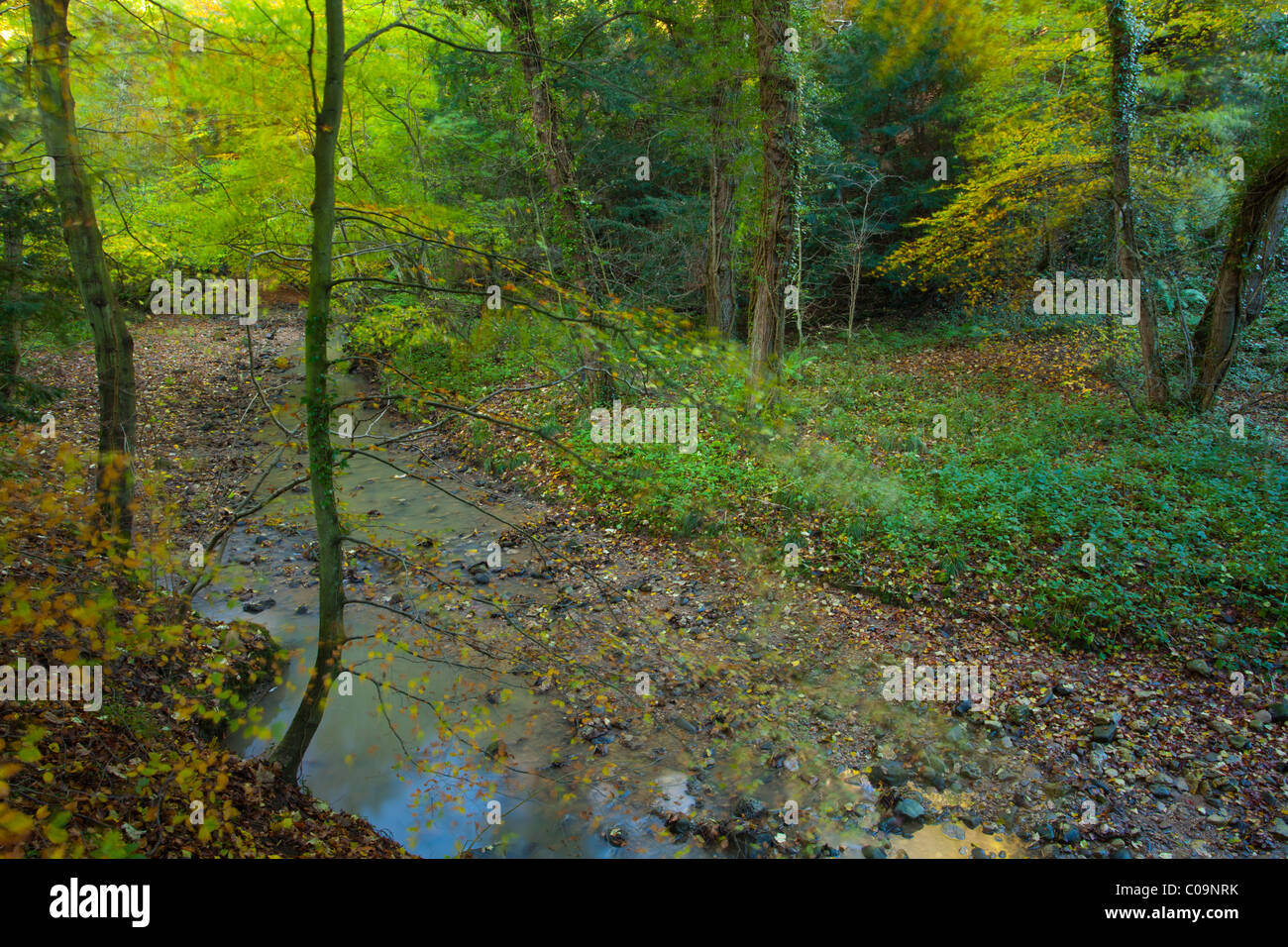 England, County Durham, Castle Eden Dene. Autumn colours in the Castle ...