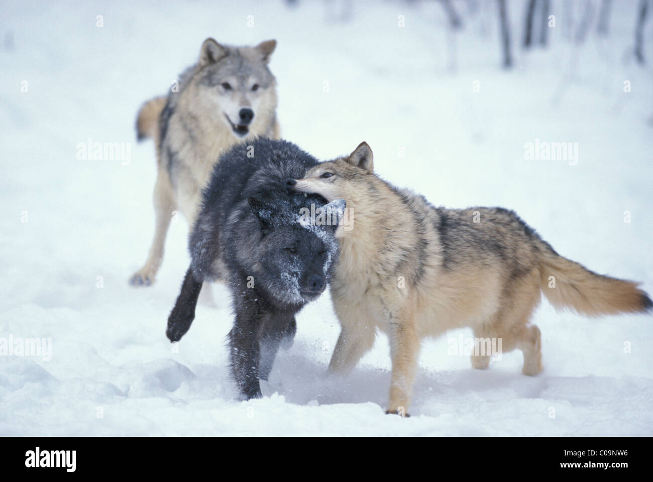 Wolves biting hi-res stock photography and images - Alamy
