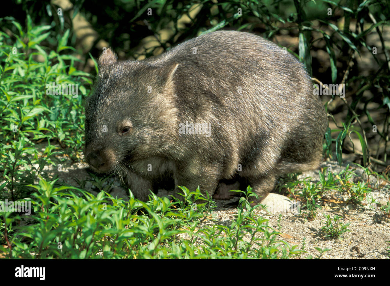 Photo of wombats hi-res stock photography and images - Alamy