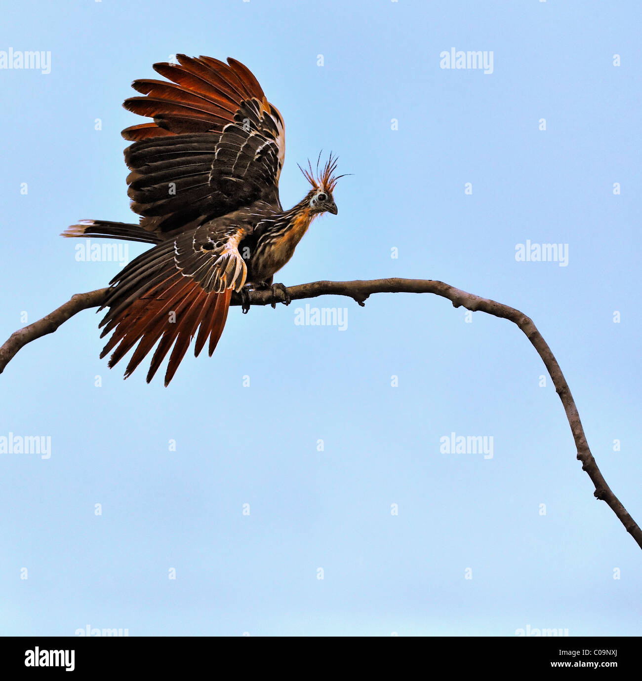 Hoatzin (Opisthocomus hoazin) Peruvian Amazon Stock Photo - Alamy