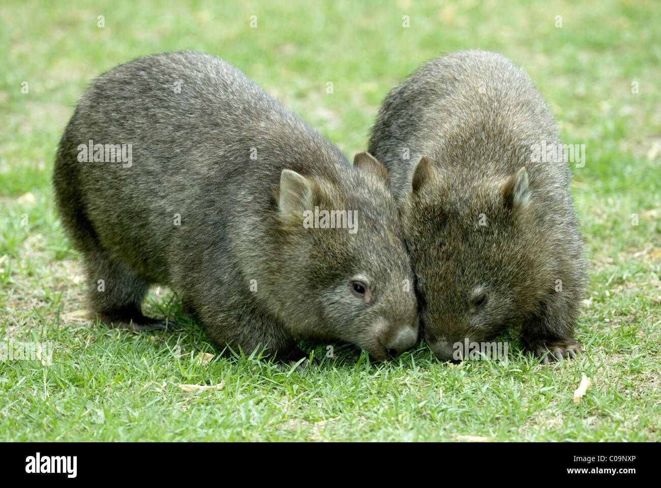 Wombat eating hi-res stock photography and images - Alamy