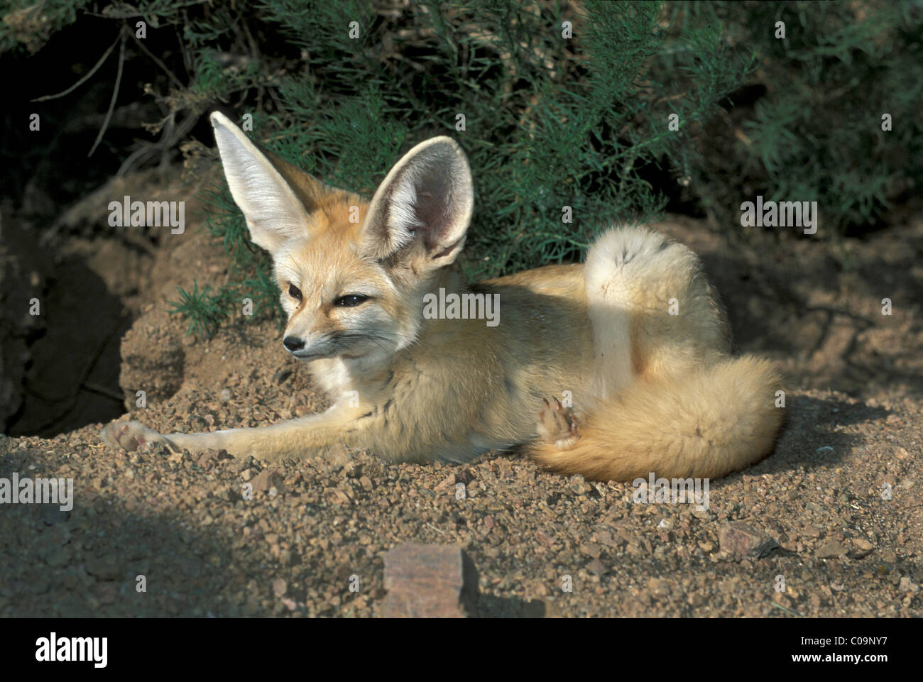 Fennec desert fox vulpes hi-res stock photography and images - Alamy