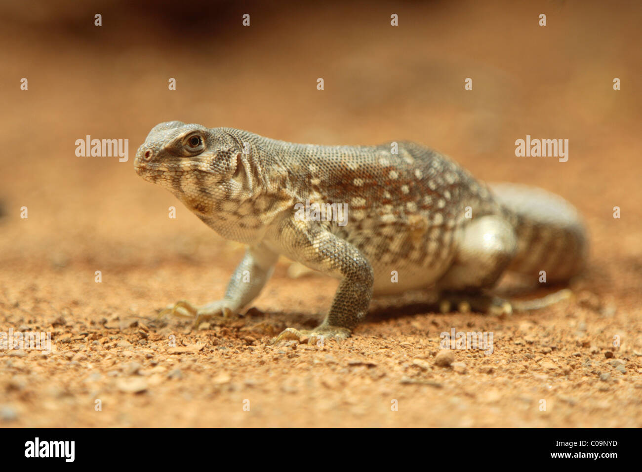 Desert iguana (Dipsosaurus dorsalis), adult animal, Mexico, America ...