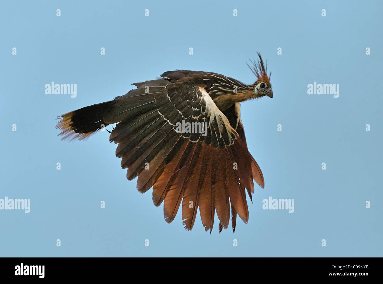 Hoatzin (Opisthocomus hoazin) Peruvian Amazon Stock Photo - Alamy