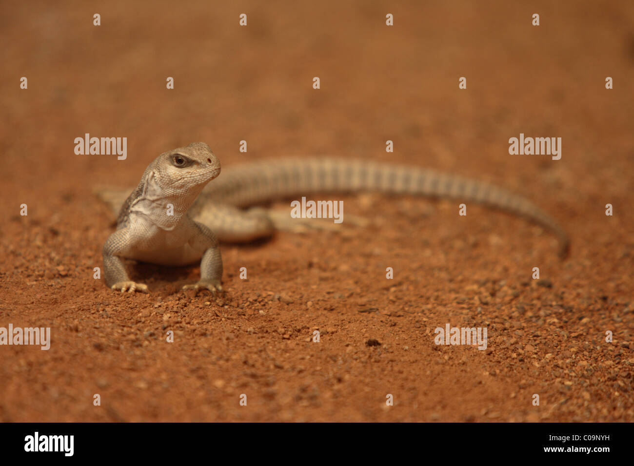 Desert iguana (Dipsosaurus dorsalis), adult animal, Mexico, America ...