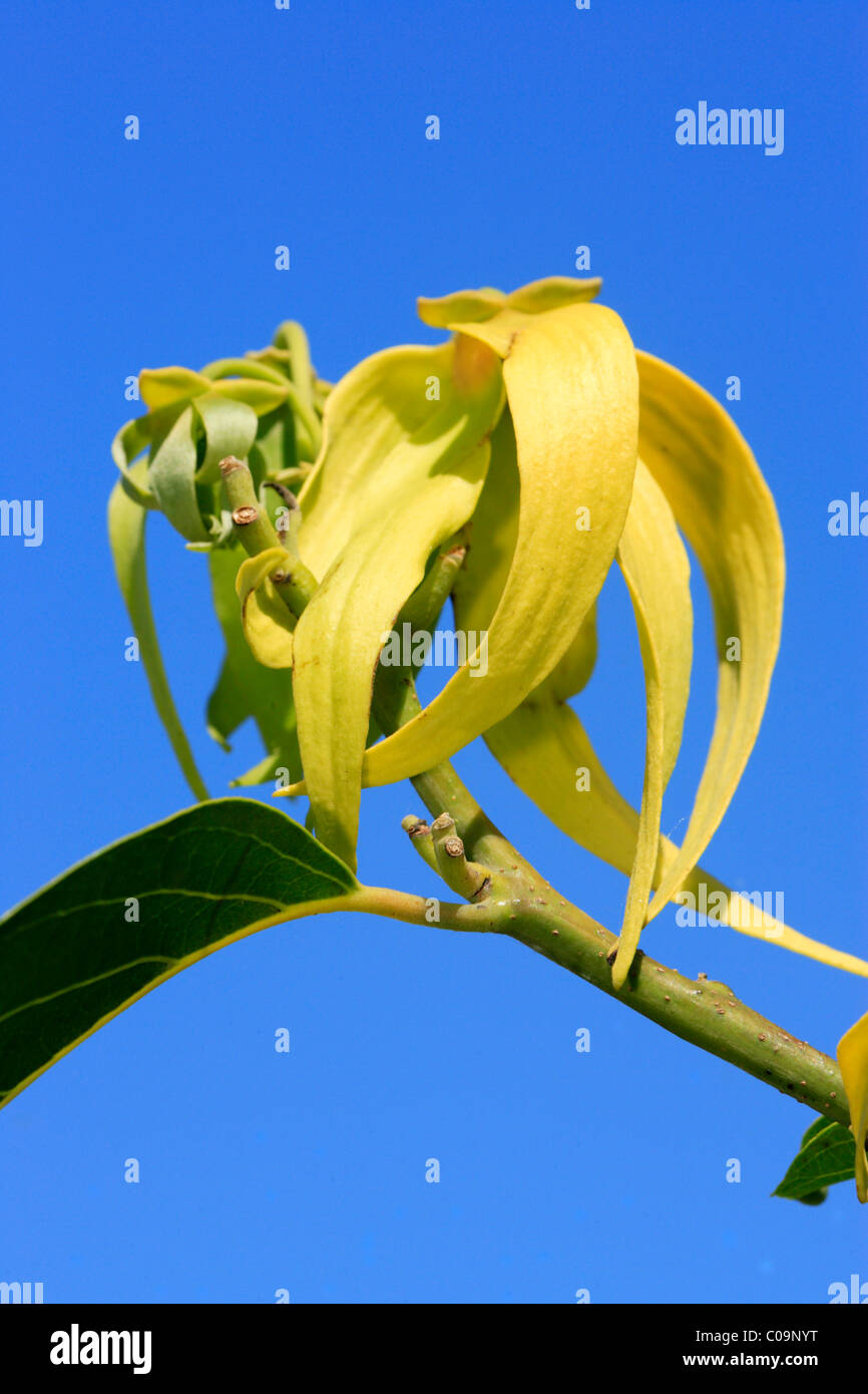Ylang-ylang or cananga tree (Cananga odorata), flowering, Nosy Be ...
