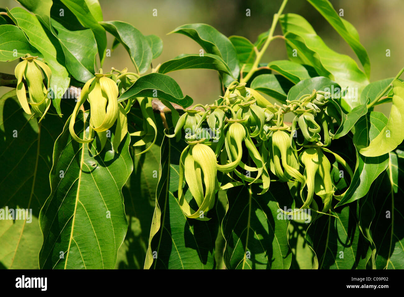 Ylang-ylang or cananga tree (Cananga odorata), flowering, Nosy Be ...