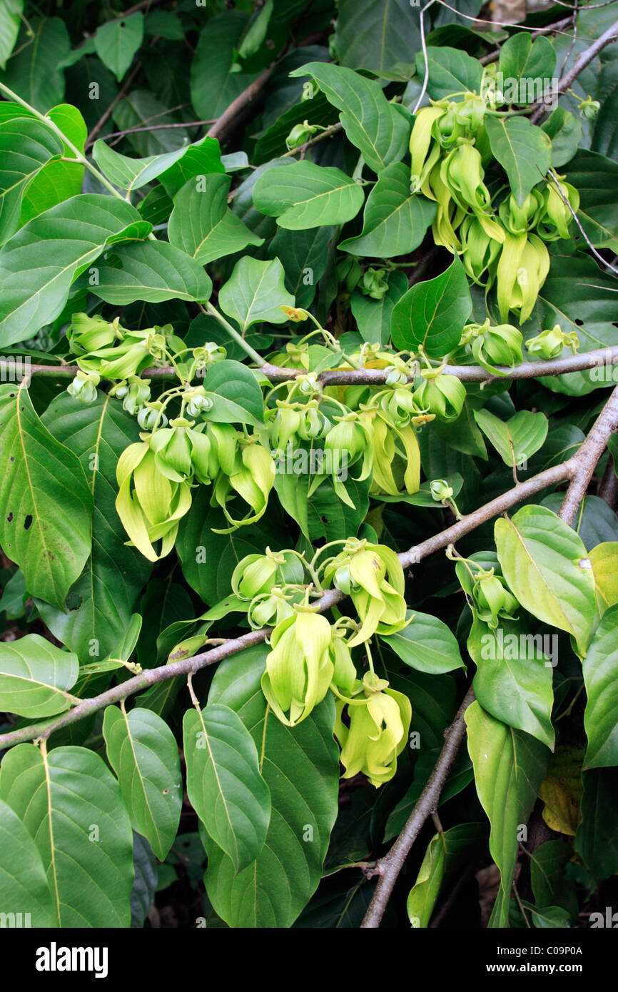 Ylang-ylang or cananga tree (Cananga odorata), Nosy Be, Madagascar ...