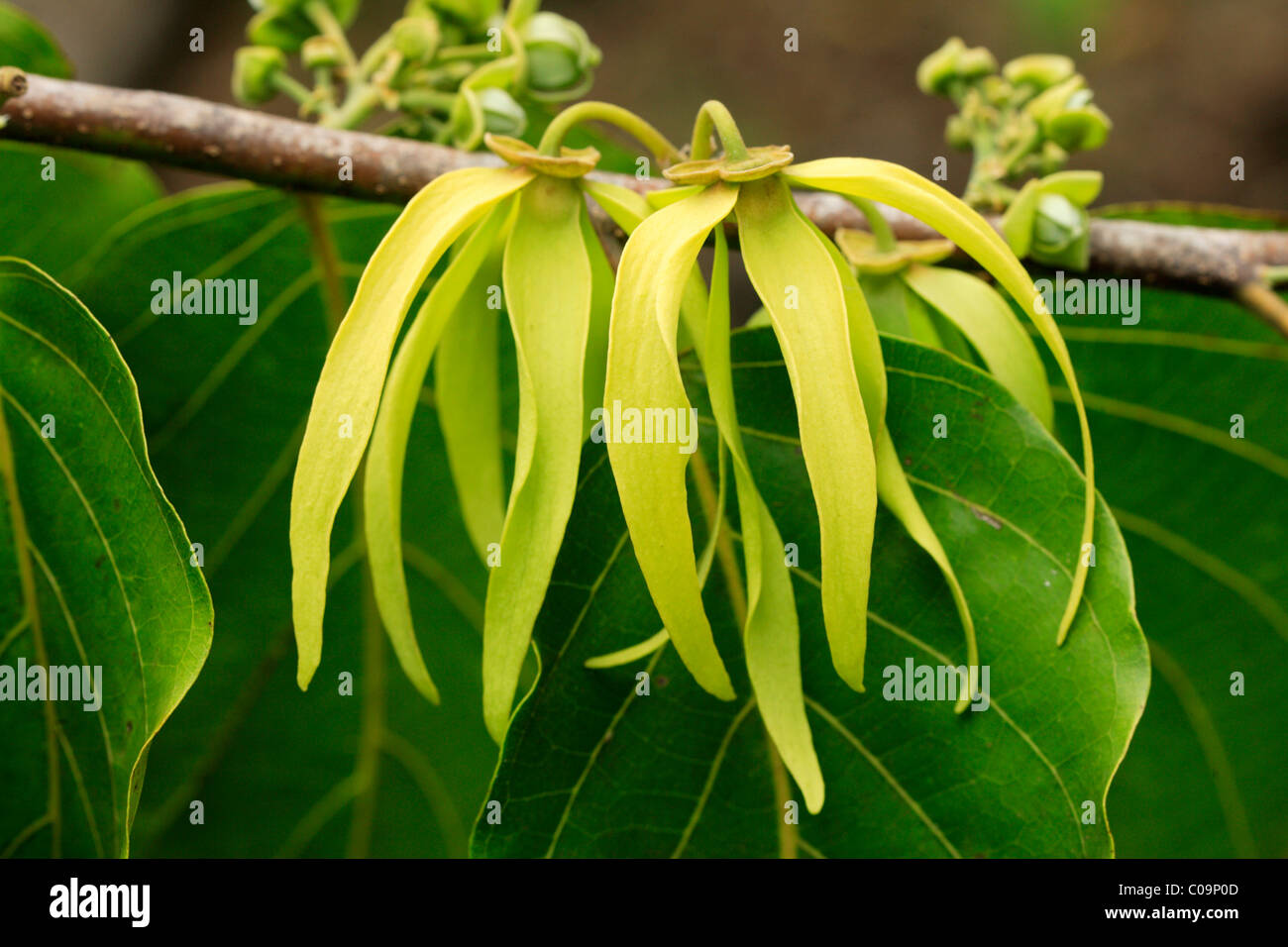 Ylang-ylang or cananga tree (Cananga odorata), flowering, Nosy Be ...