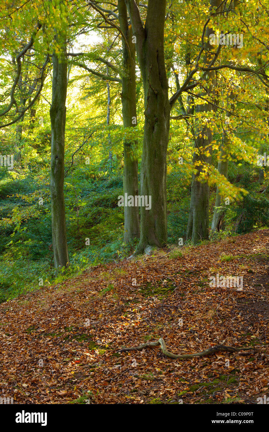 Castle eden dene durham hi-res stock photography and images - Alamy