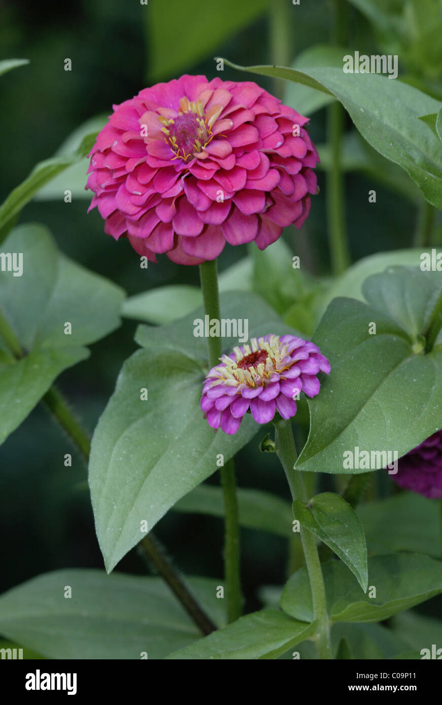 Zinnia elegans hi-res stock photography and images - Alamy