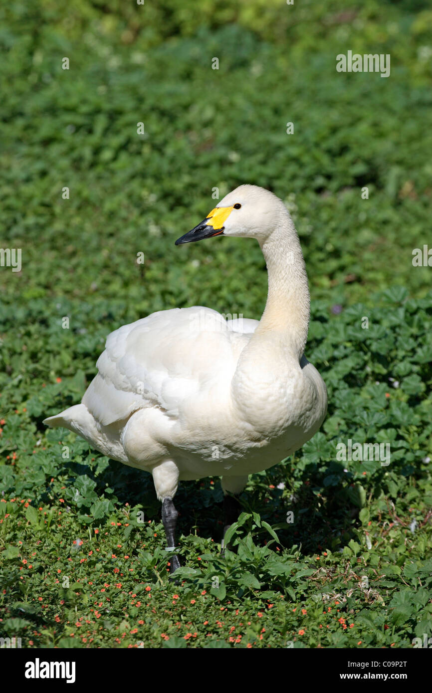 Cygnus columbianus bewickii hi-res stock photography and images - Alamy