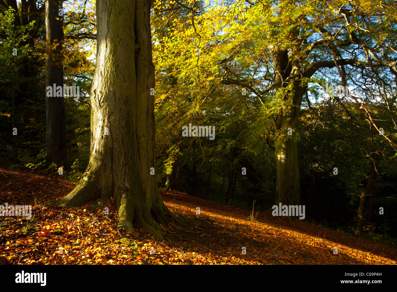 Castle eden nature reserve hi-res stock photography and images - Alamy