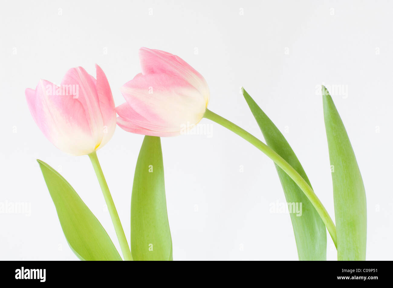 Two cut pink tulips hi-res stock photography and images - Alamy