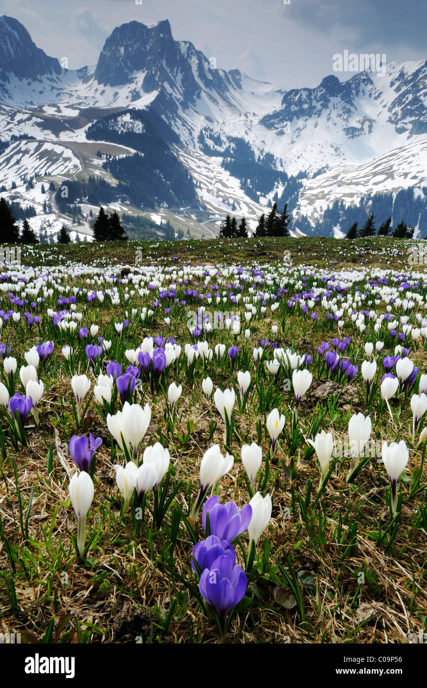 Blooming crocuses (Crocus vernus) near the Gurnigel Pass, the snowy ...