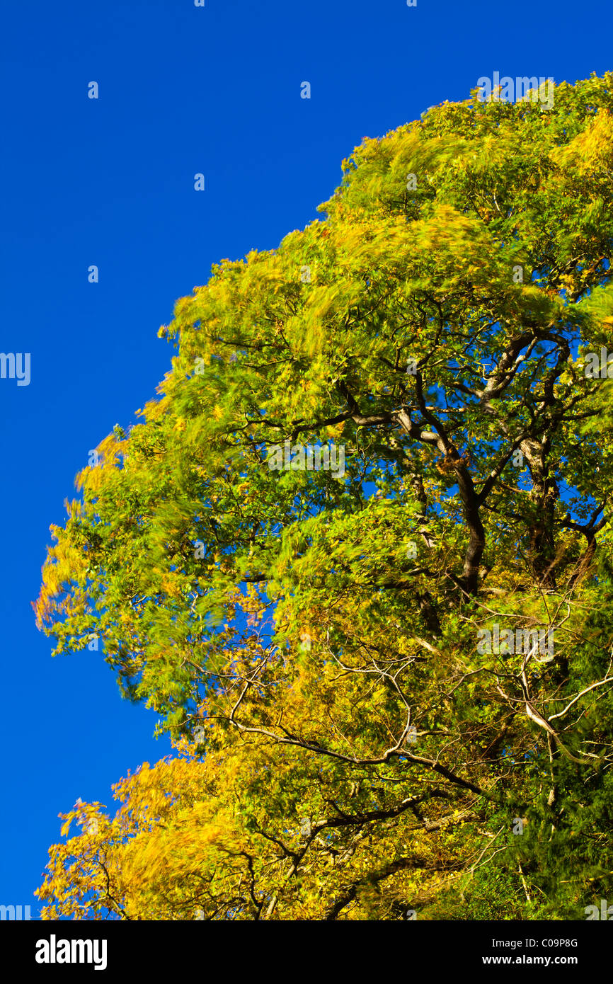 England, County Durham, Castle Eden Dene. Autumn colours in the Castle ...