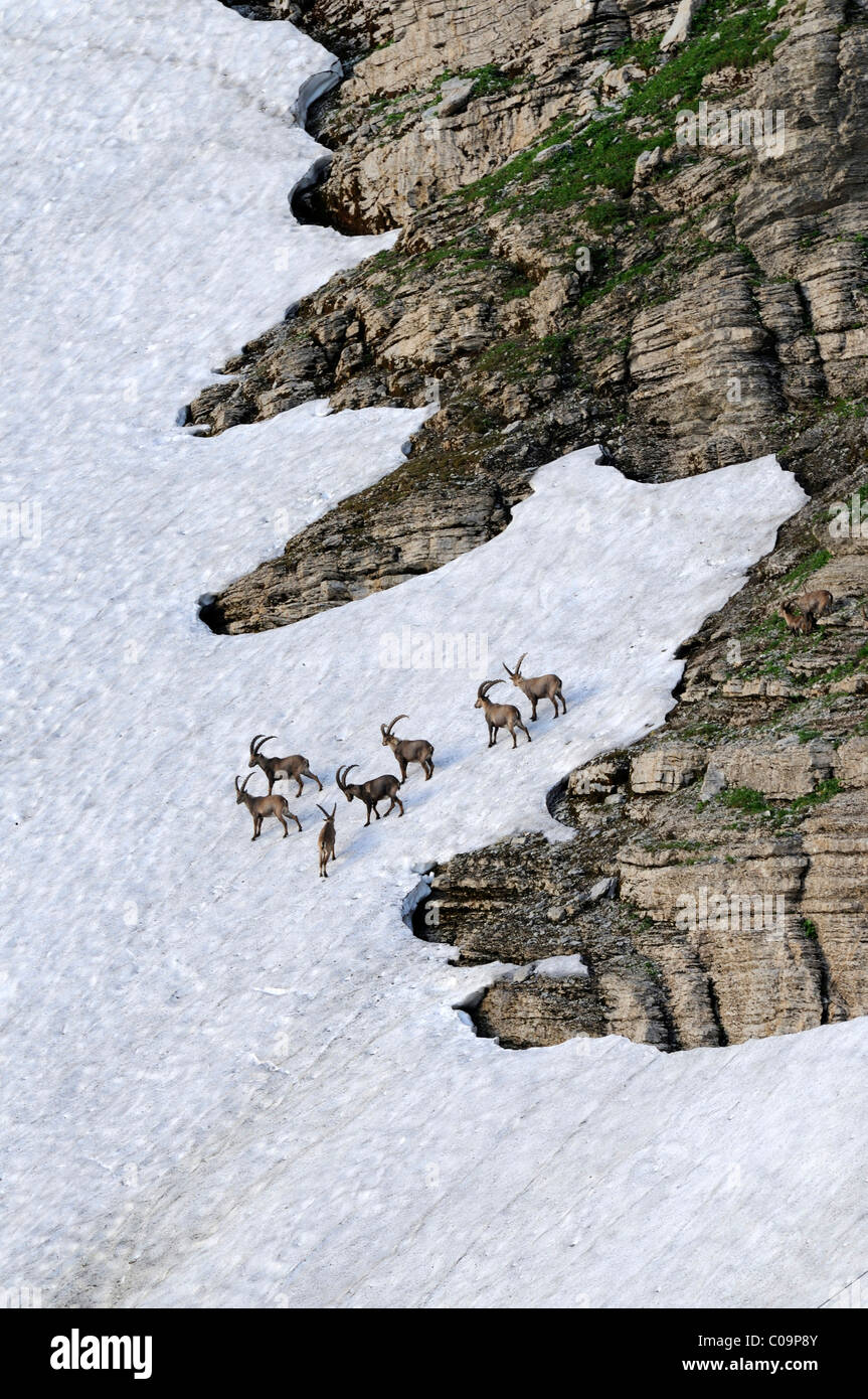 Ibex and group hi-res stock photography and images - Alamy