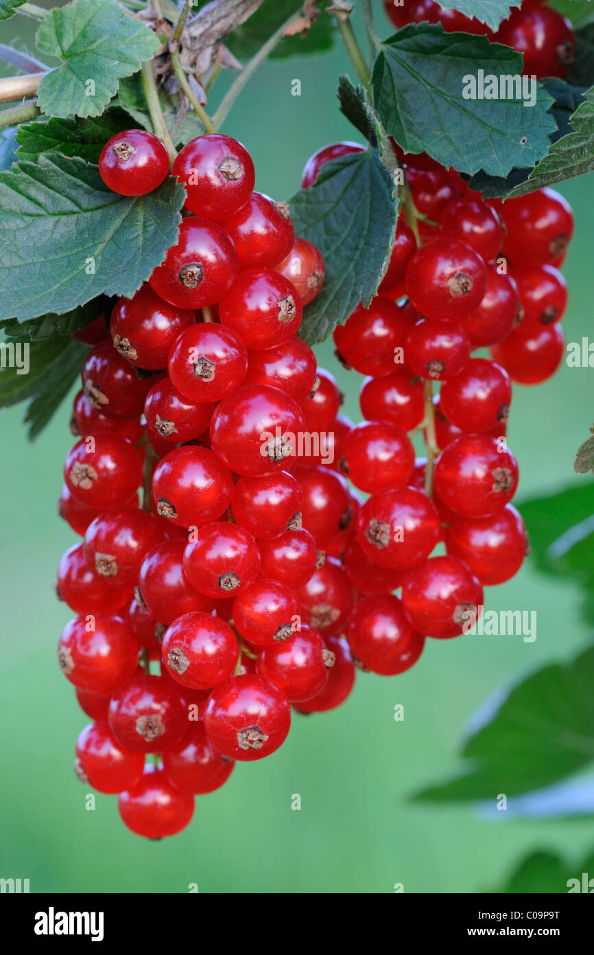 Red currants (Ribes rubrum Stock Photo - Alamy