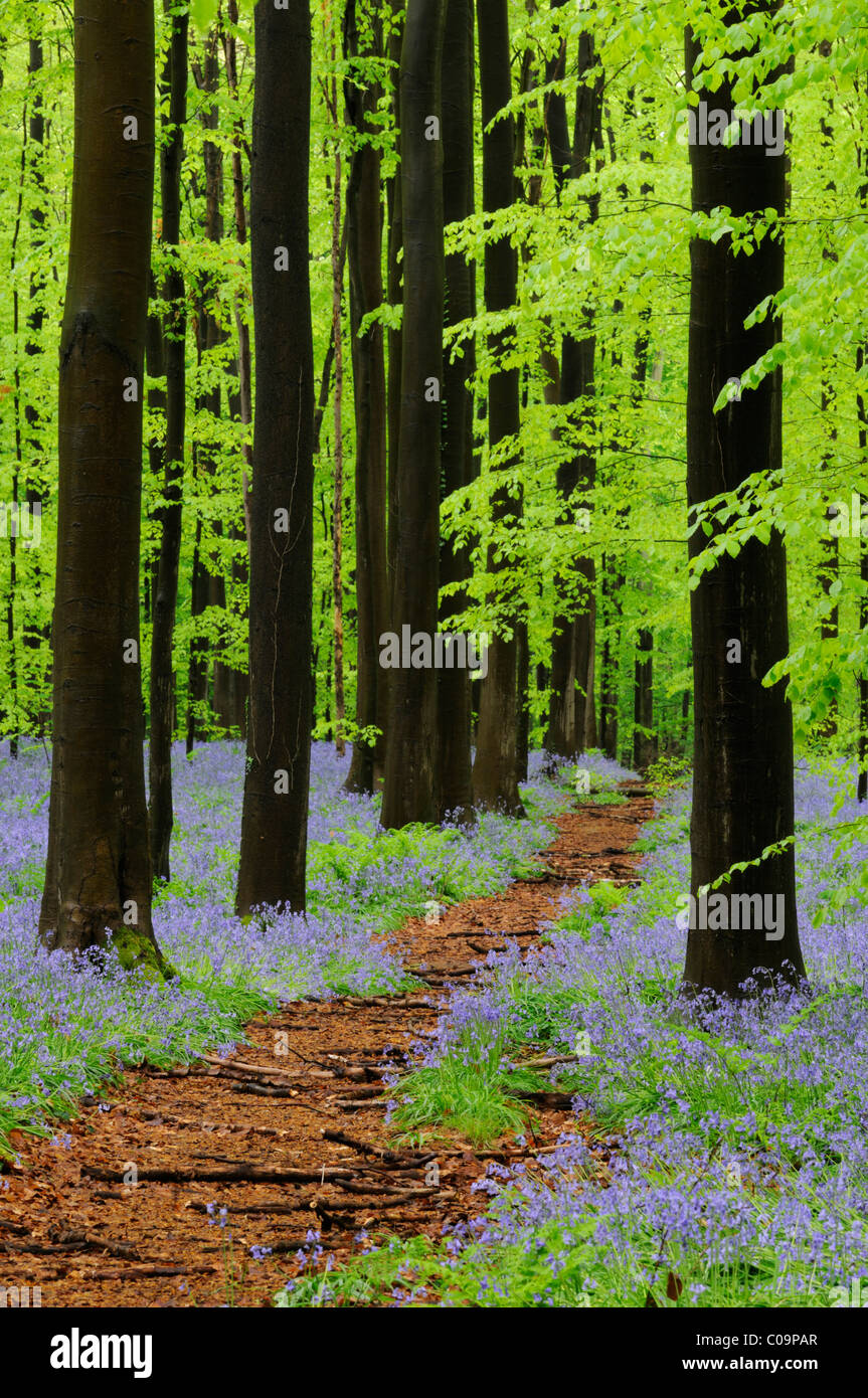 Forest path through a forest of Common Beeches (Fagus sylvatica) with ...