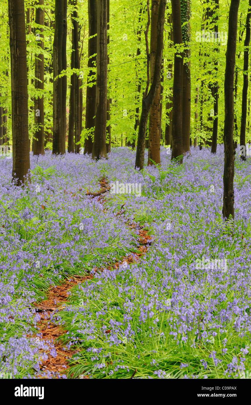Forest path through a forest of Common Beeches (Fagus sylvatica) with ...