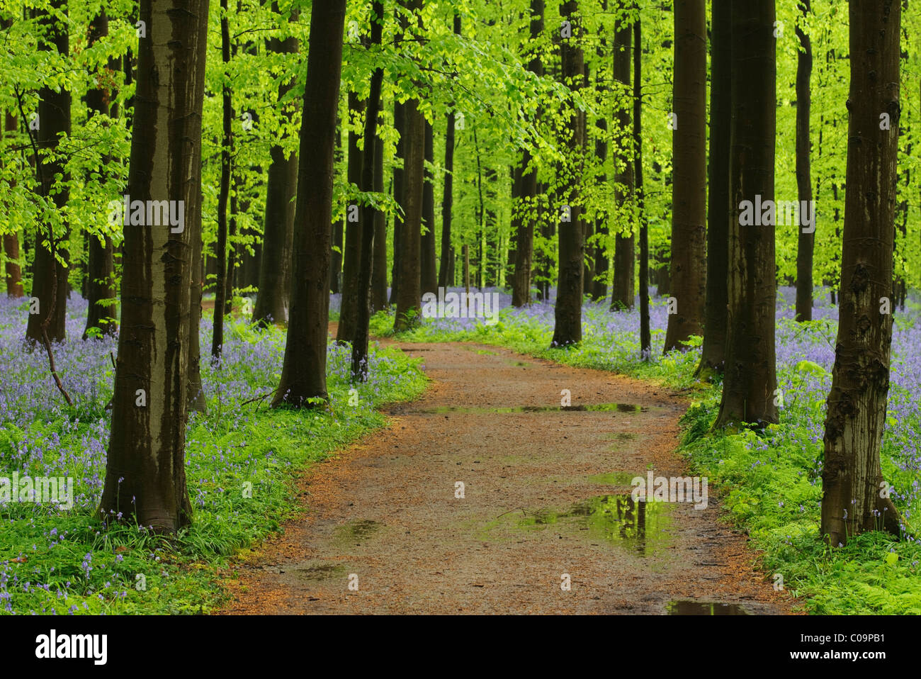 Pathway through common hi-res stock photography and images - Alamy