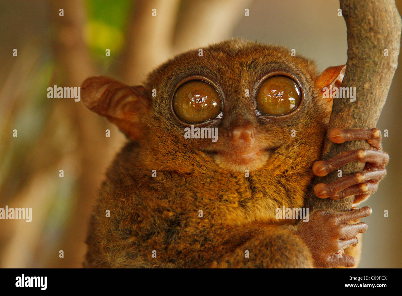 Philippine tarsiers hi-res stock photography and images - Alamy