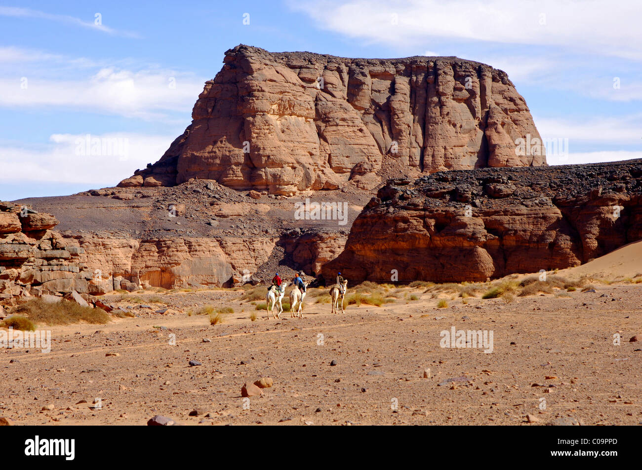 Libya sahara camel camels hi-res stock photography and images - Alamy