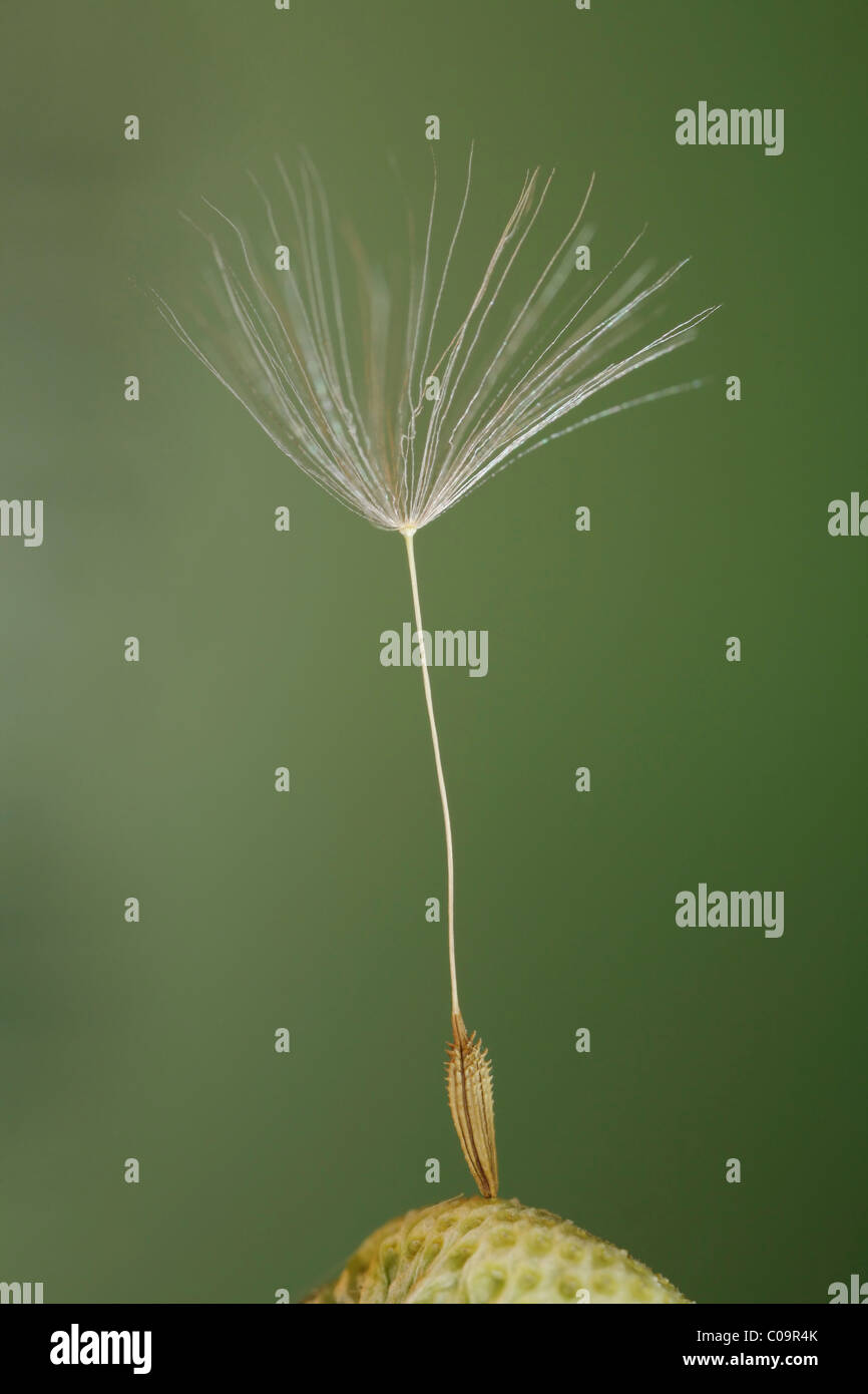 Dandelion seeds (Taraxacum), single pappus Stock Photo - Alamy