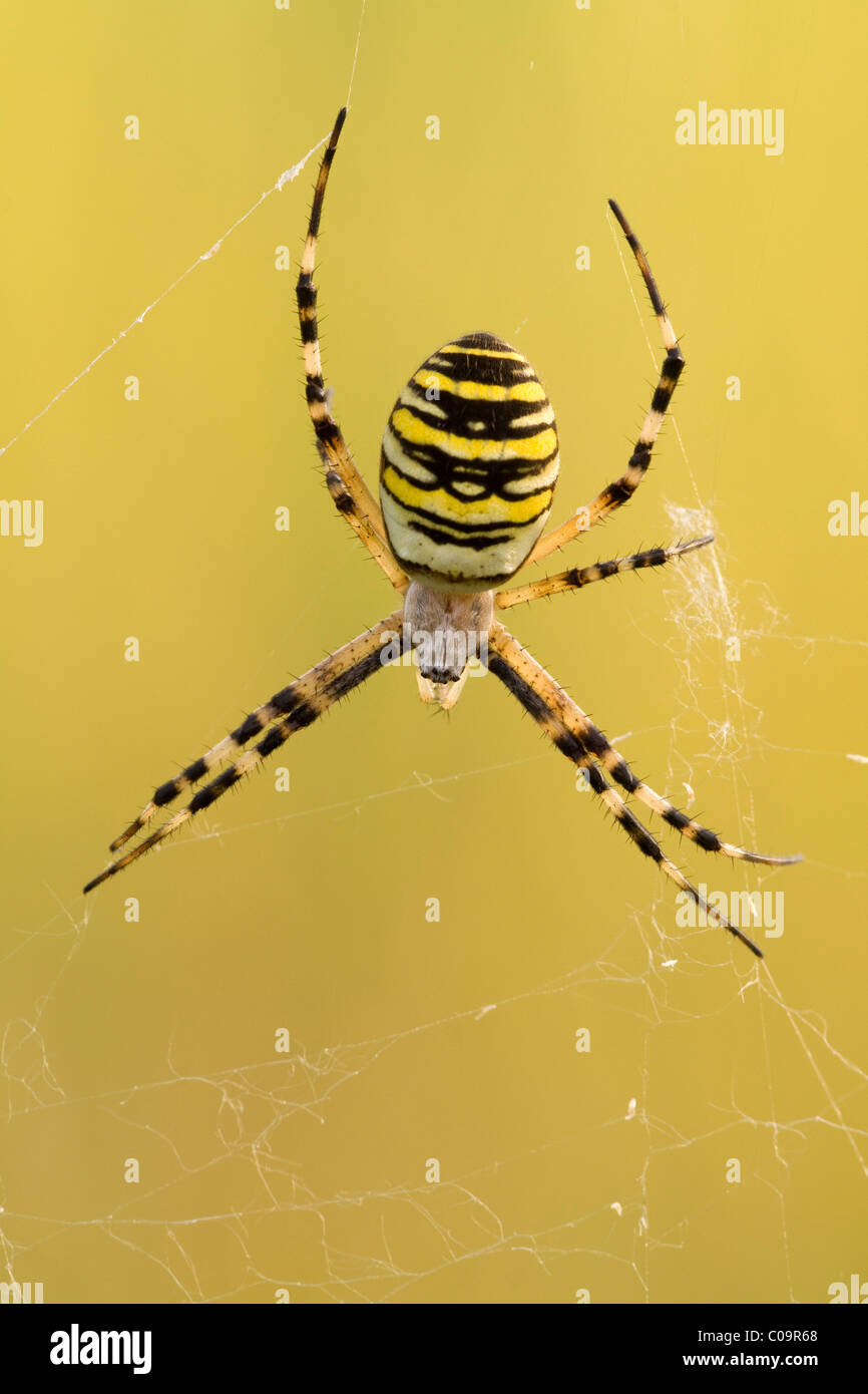 Wasp spider (Argiope bruennichi Stock Photo - Alamy