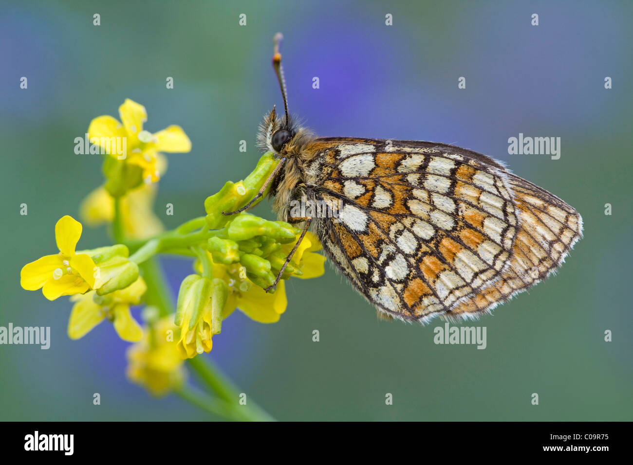 Heath Fritillary (Melitaea athalia Stock Photo - Alamy