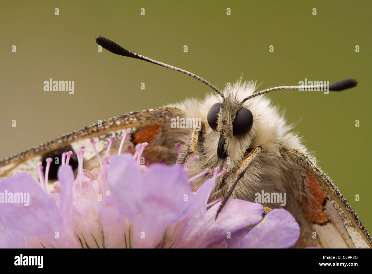 Apollo or Mountain Apollo butterfly (Parnassius apollo Stock Photo - Alamy