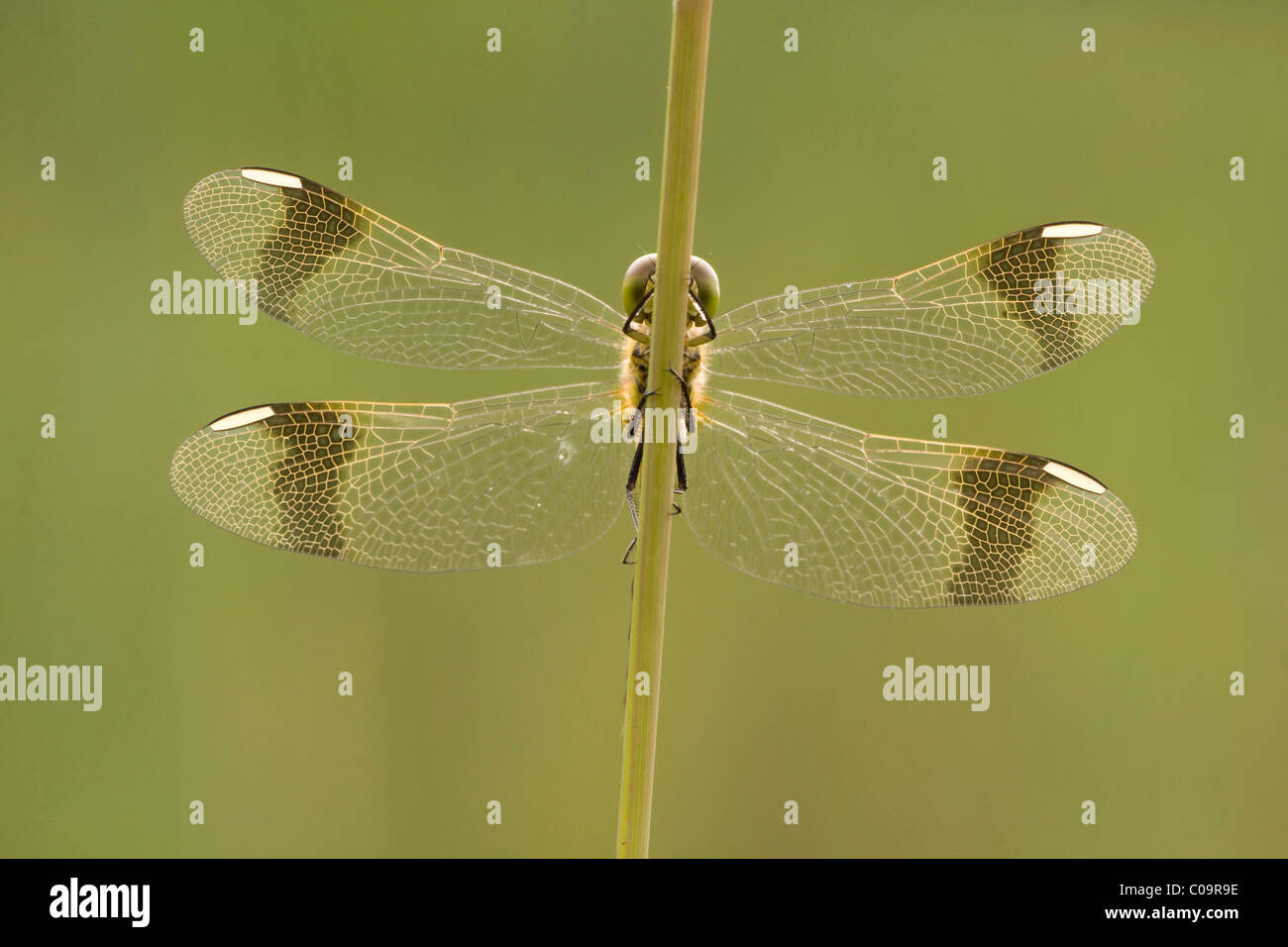 Banded Darter dragonfly (Sympetrum pedemontanum Stock Photo - Alamy