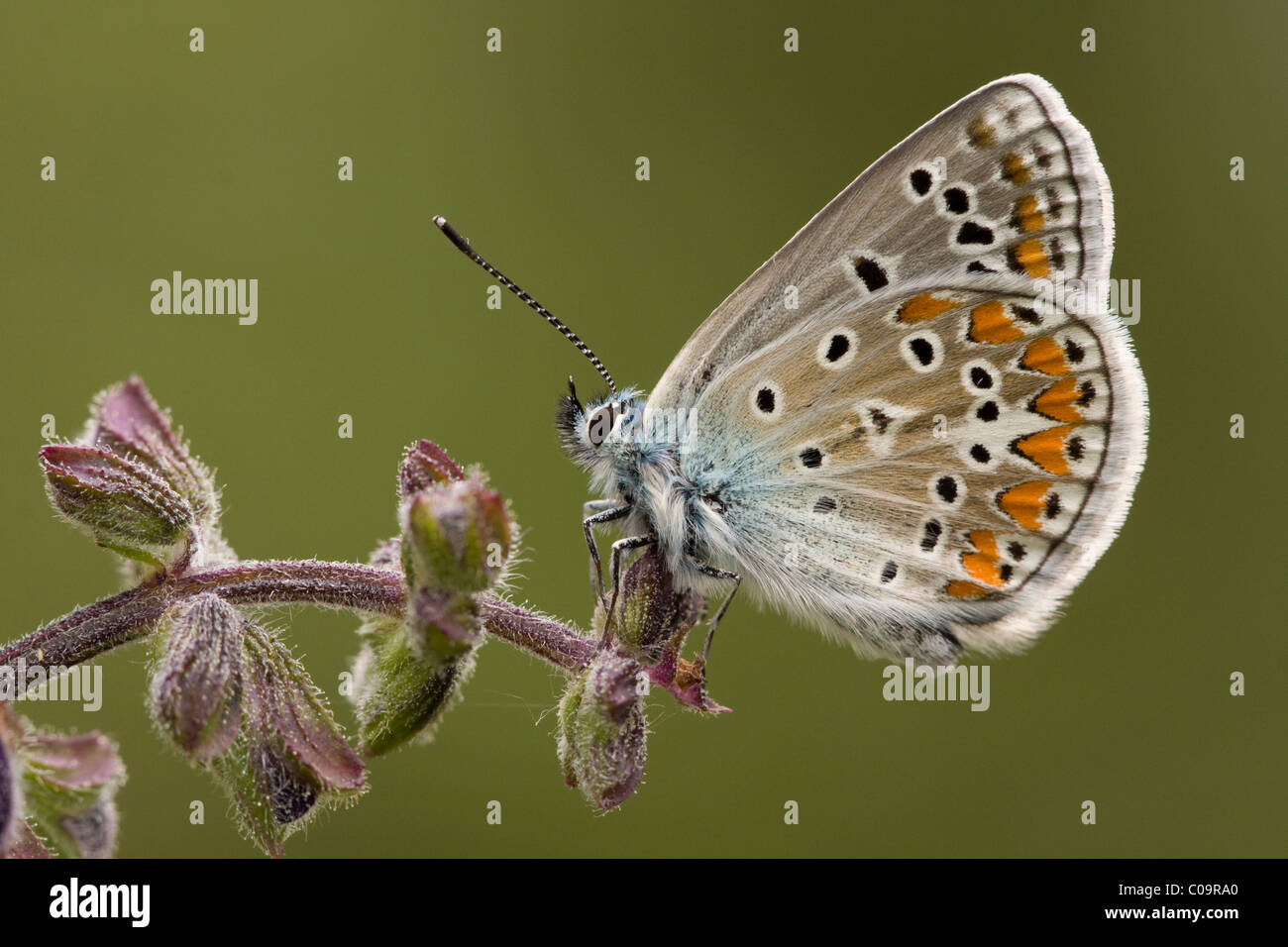 Chapman's Blue butterfly (Polyommatus thersites Stock Photo - Alamy