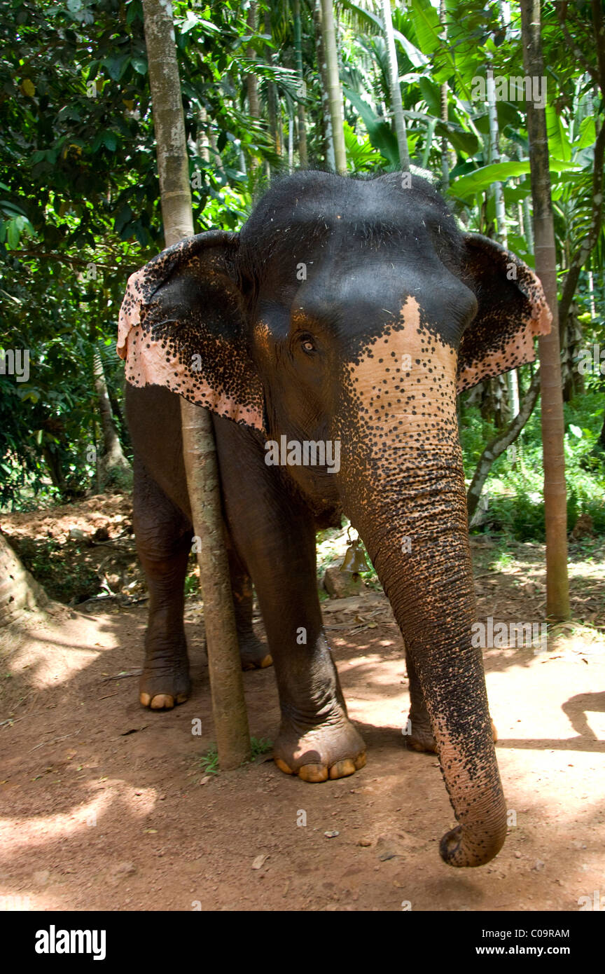 Goa india elephant hi-res stock photography and images - Alamy