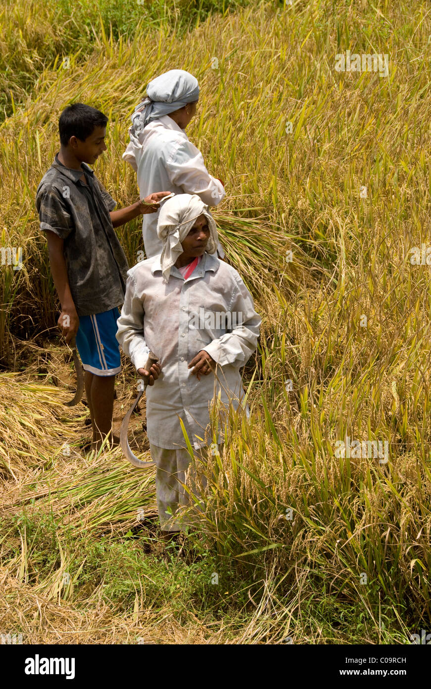 Paddy field goa hi-res stock photography and images - Alamy
